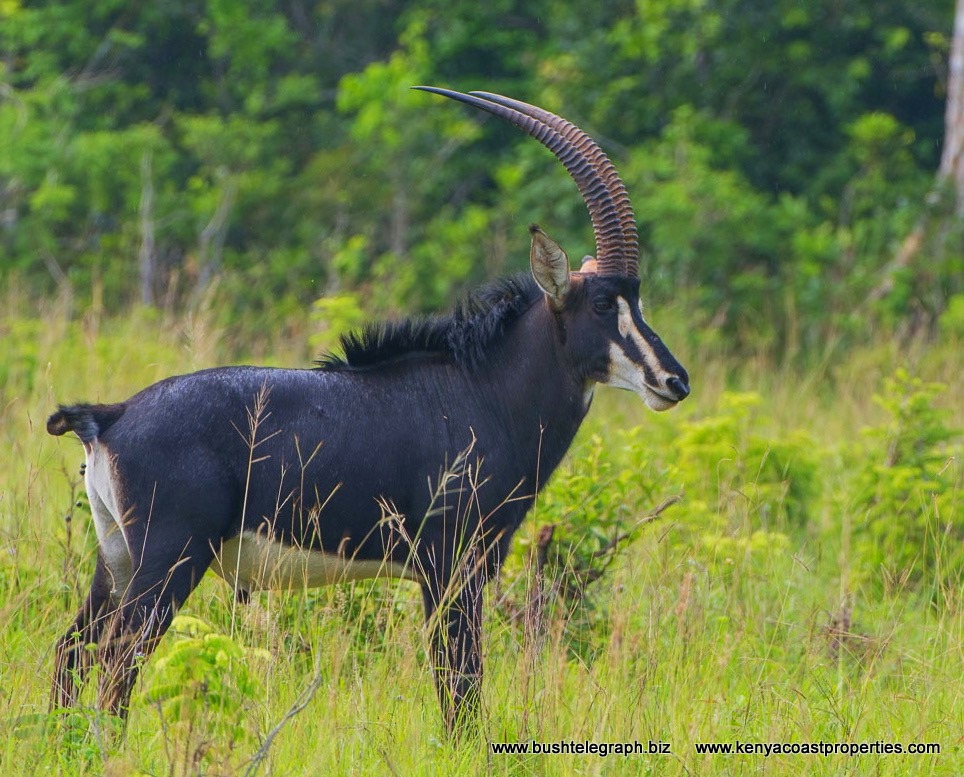 Shimba Hills Reserve – Bush Telegraph